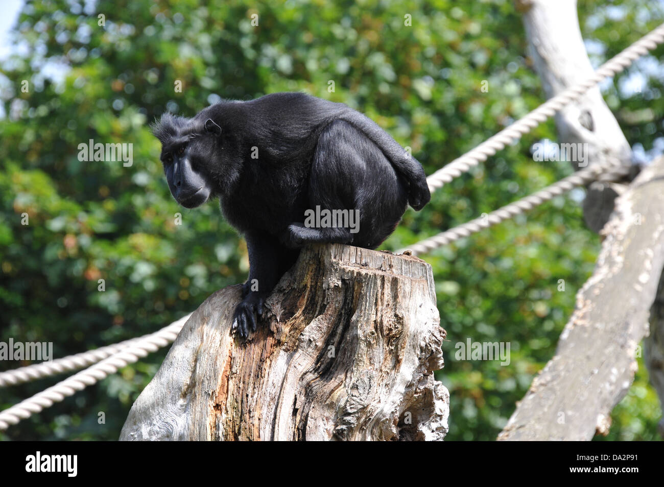 A monkey at Durrells zoo at Jersey Stock Photo - Alamy