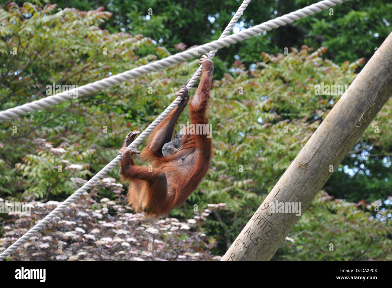 Orangutan's at Durrell Zoo in Jersey Stock Photo - Alamy