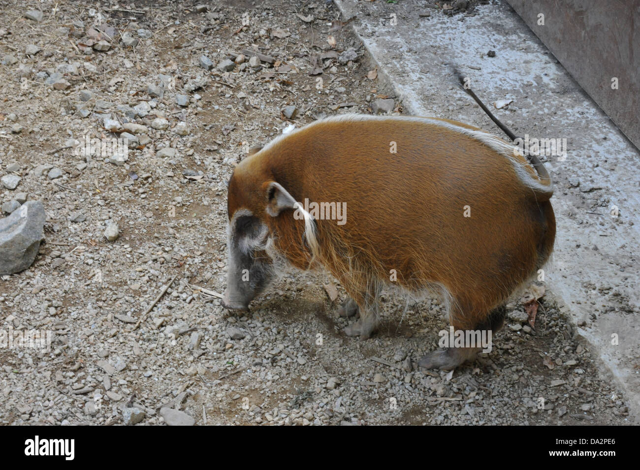 Red River Hog Stock Photo - Alamy