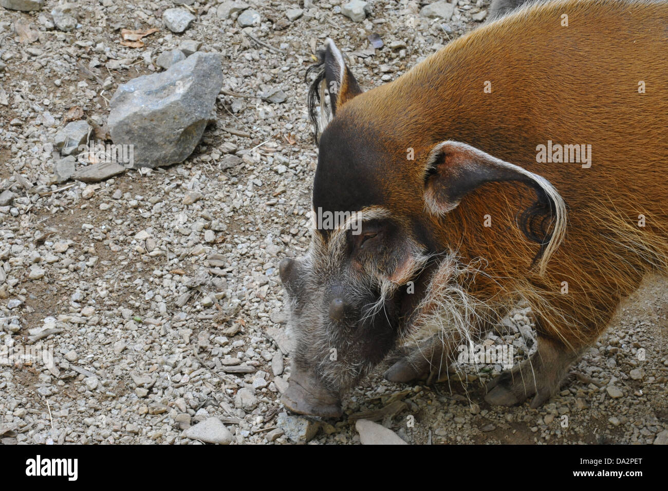 Red River Hog Stock Photo - Alamy
