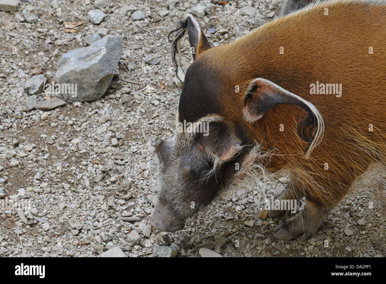 Red River Hog Stock Photo - Alamy