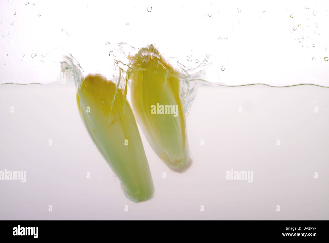 Chicory in water hi-res stock photography and images - Alamy