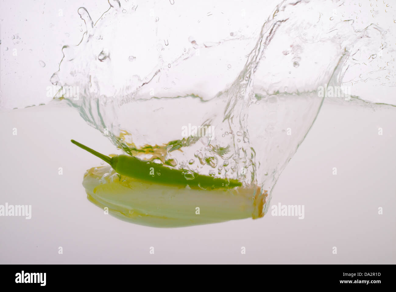 Chicory in water Stock Photo - Alamy