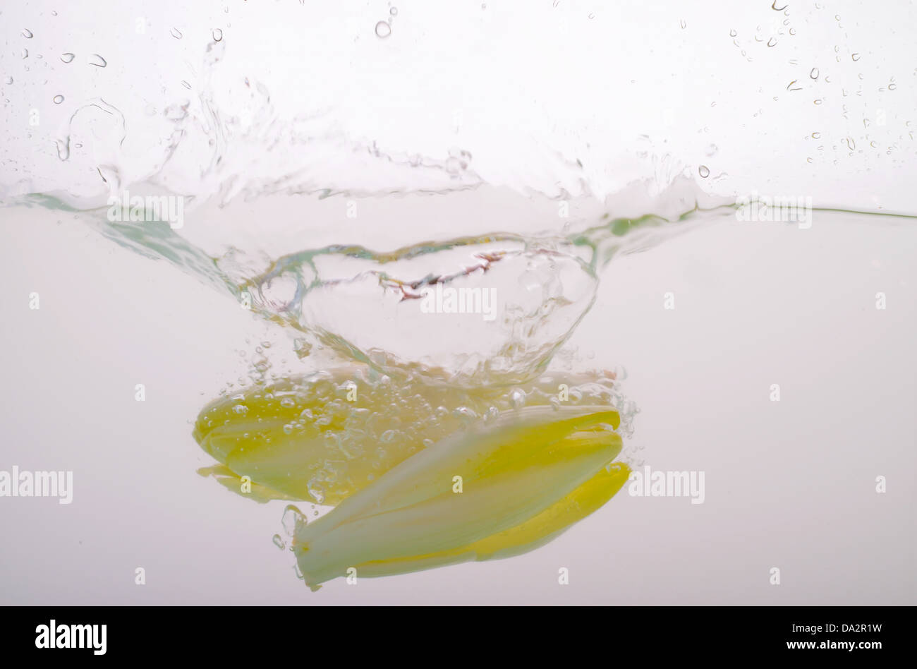 Chicory in water Stock Photo - Alamy