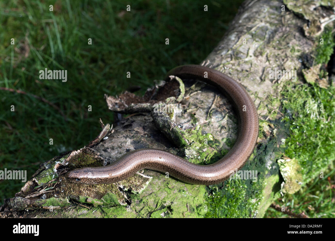 slow-worm anguis fragilis on log cairngorms national park highlands ...