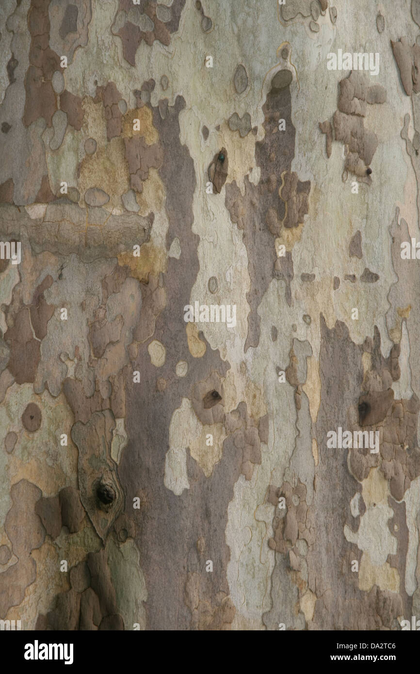 This is a close up shot of the bark on a 300 years old big plane tree ...