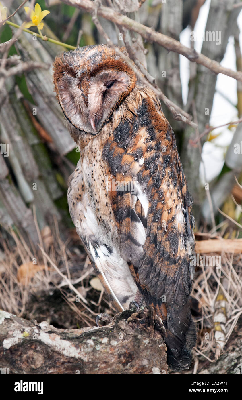 african barn owl tyto alba roosting in tree swaziland africa Stock ...