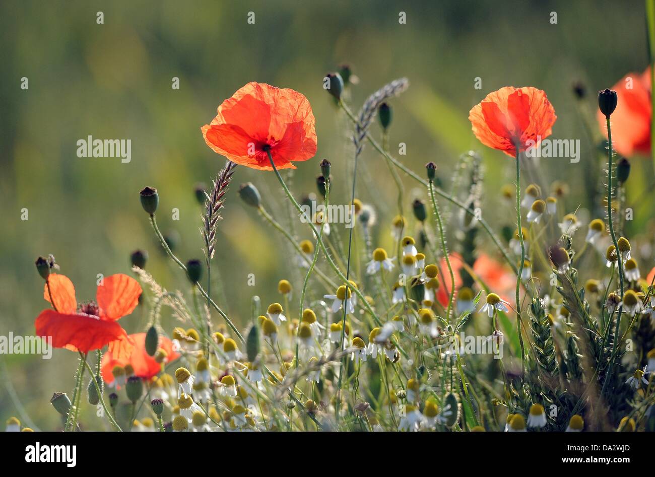 Poppy flowers bloom in the morning sun in Bergreim, Germany, 02 July ...