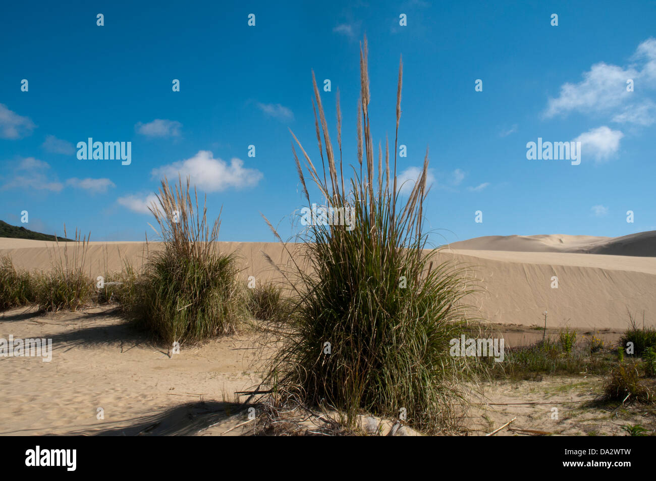 Near the northernmost place in mainland New Zealand magnificent sand ...