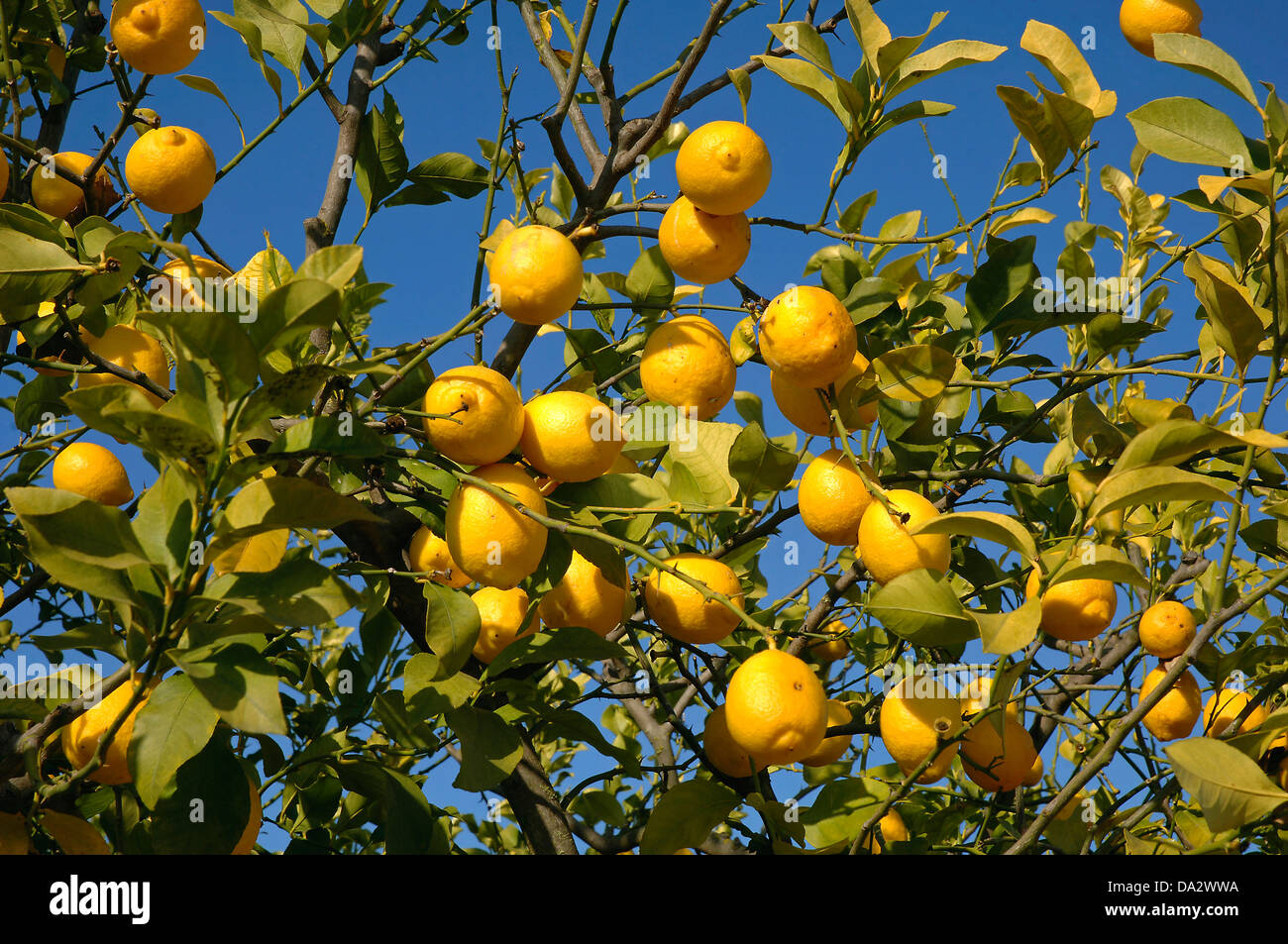 Lemon tree, lemons, Region of Andalusia, Spain, Europe Stock Photo - Alamy