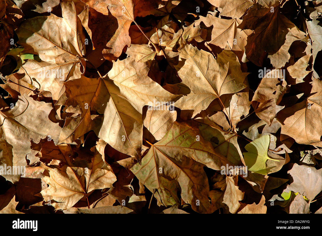 Dead fallen leaves hi-res stock photography and images - Alamy