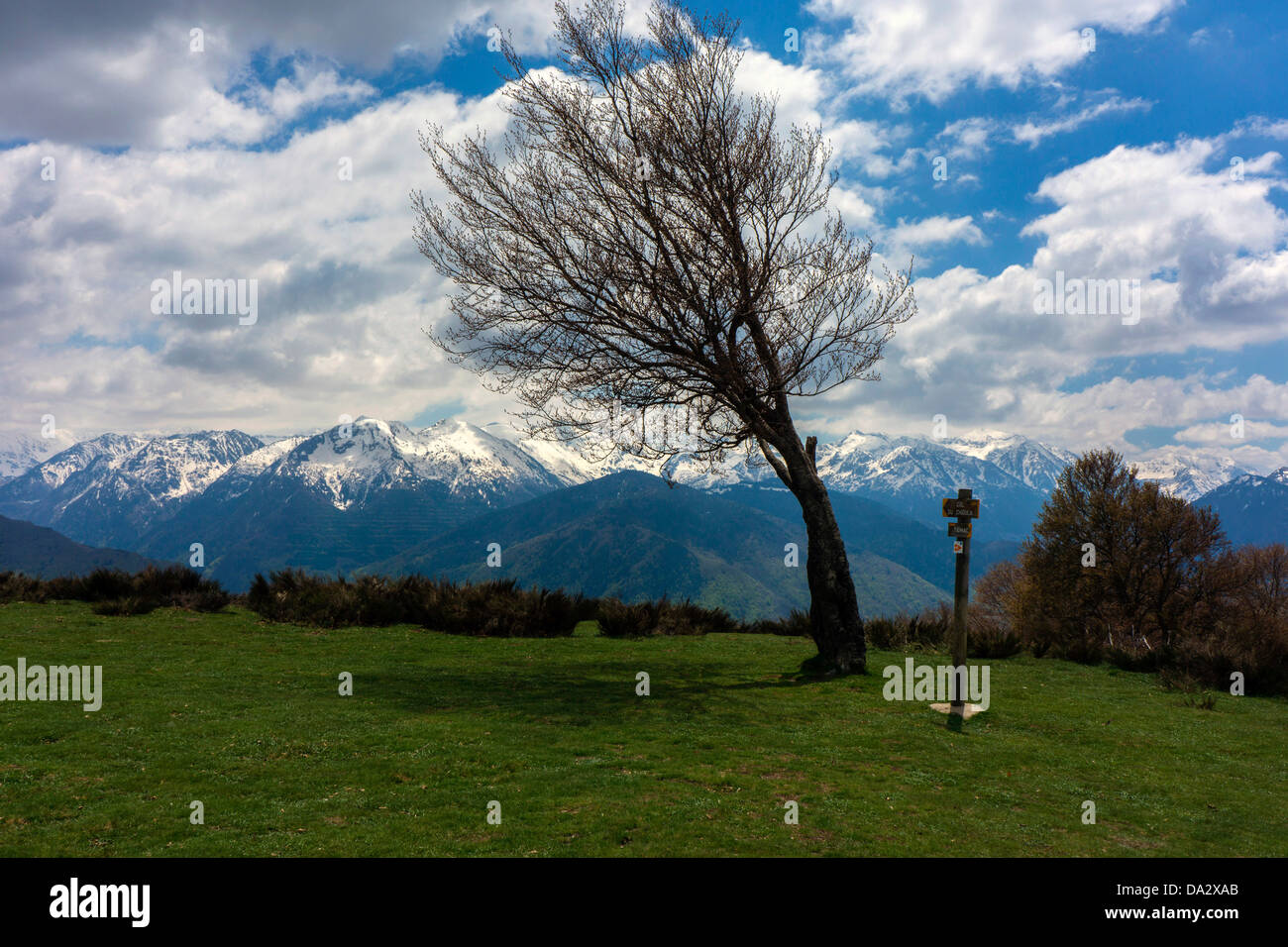 Leaning tree hi-res stock photography and images - Alamy