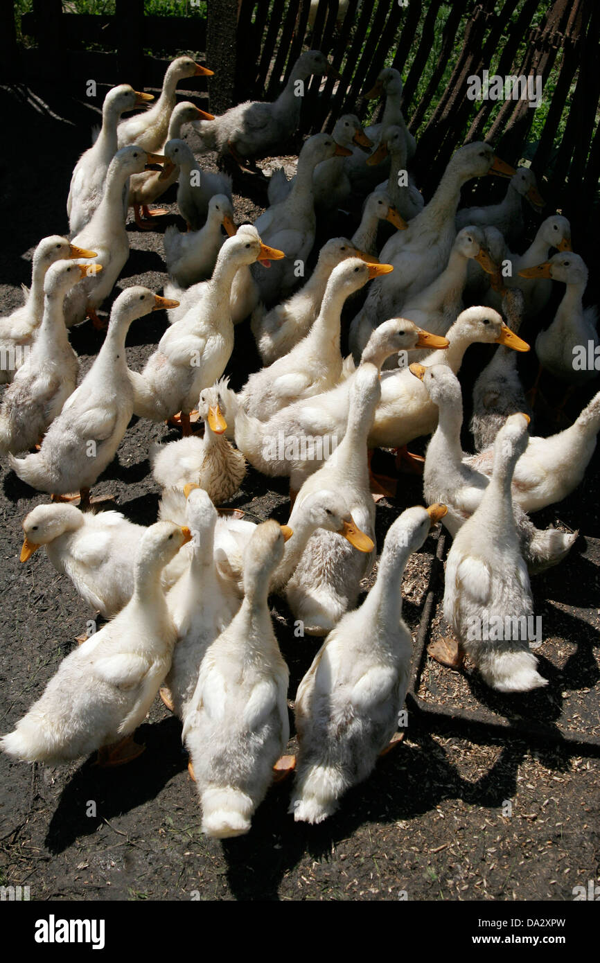 Group of domestic ducks, Russia Stock Photo - Alamy