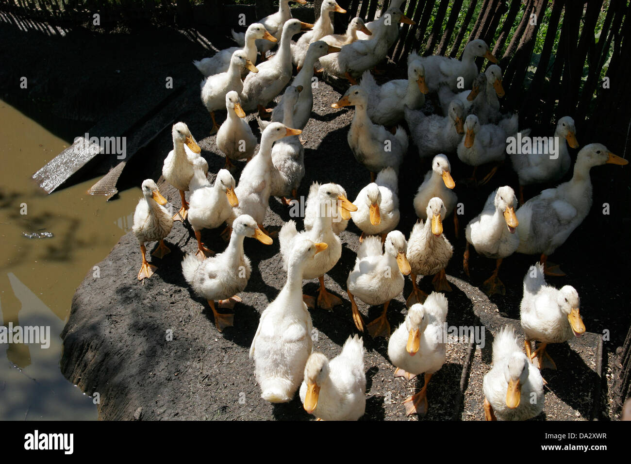 Group of domestic ducks, Russia Stock Photo - Alamy