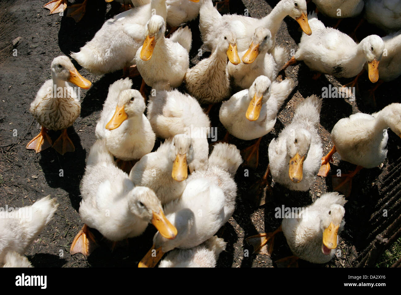 Group of domestic ducks, Russia Stock Photo - Alamy