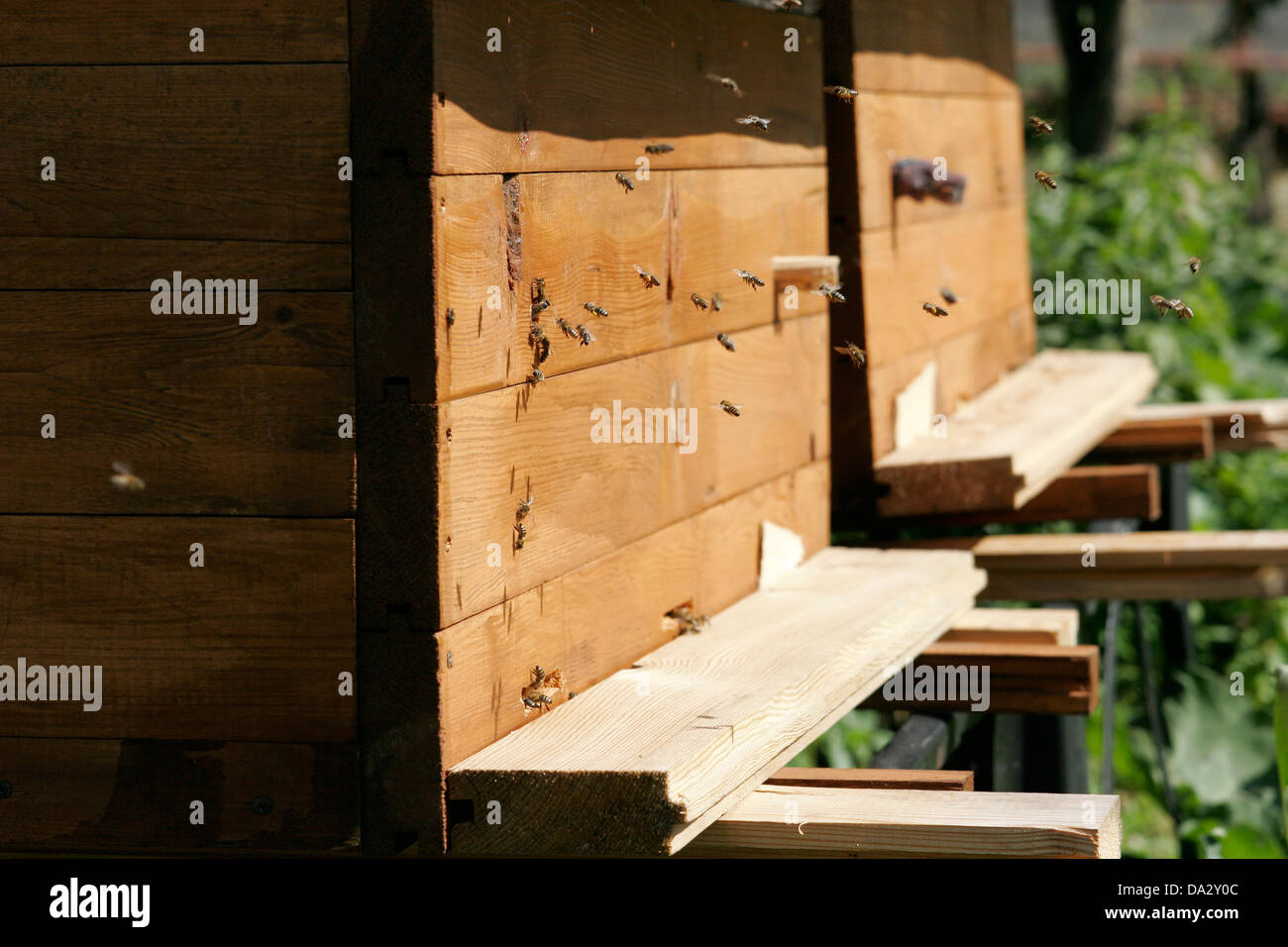 Bee houses with bees flying around Stock Photo - Alamy