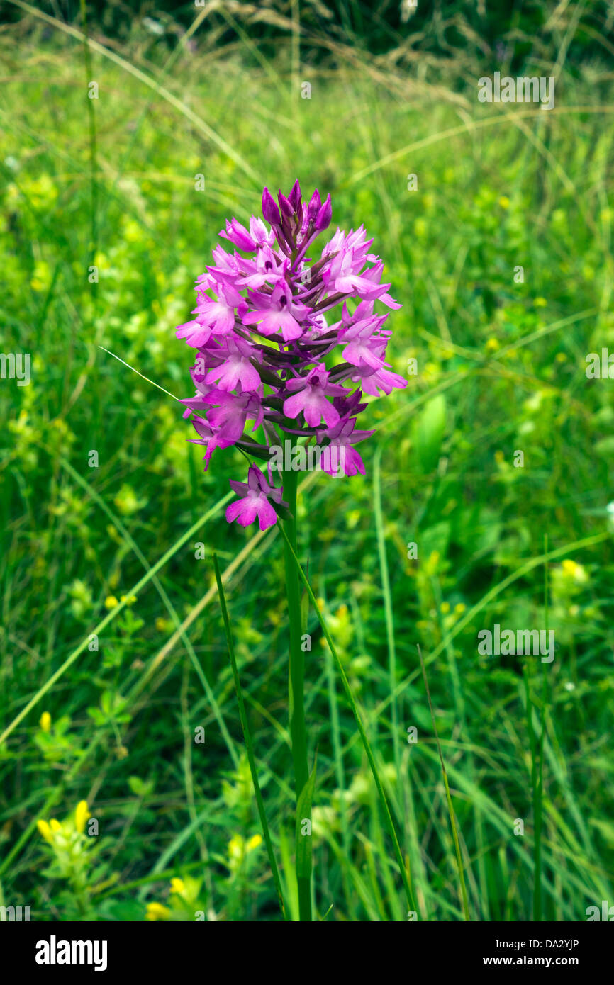 Wild flowers growing in summer meadow purple orchid Stock Photo - Alamy