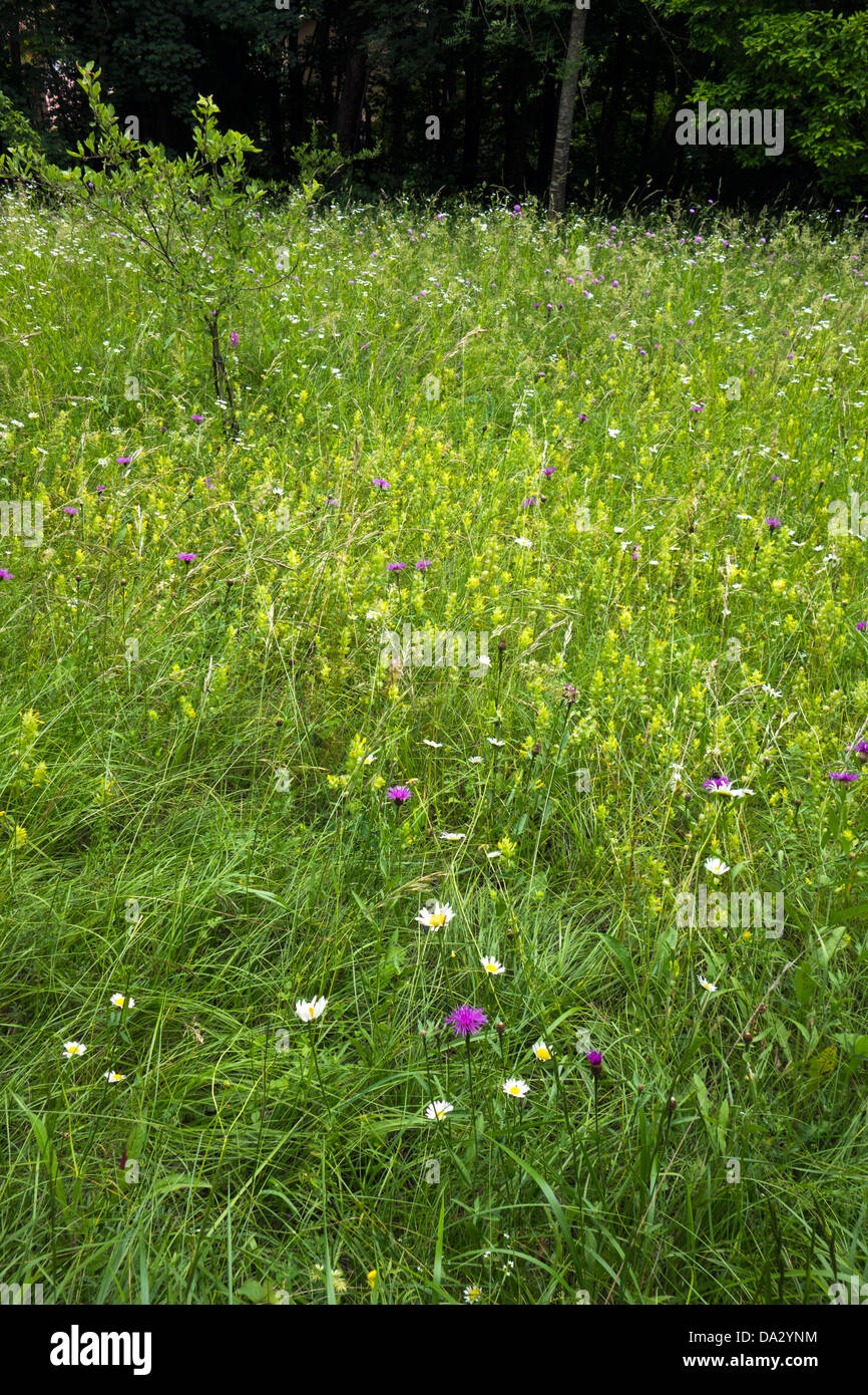 Wild flowers growing in summer meadow Stock Photo - Alamy