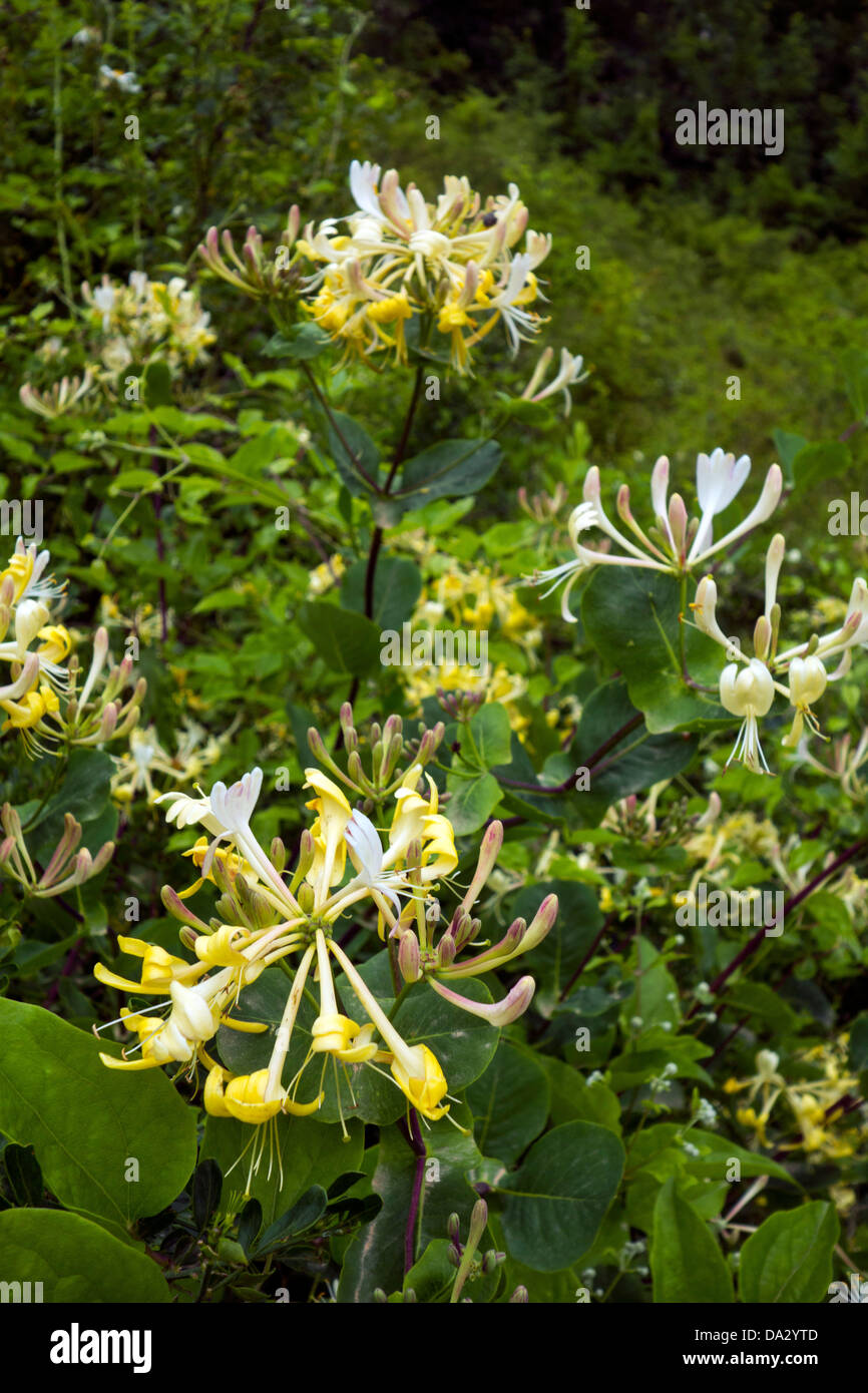 Honeysuckle flowers hi-res stock photography and images - Alamy