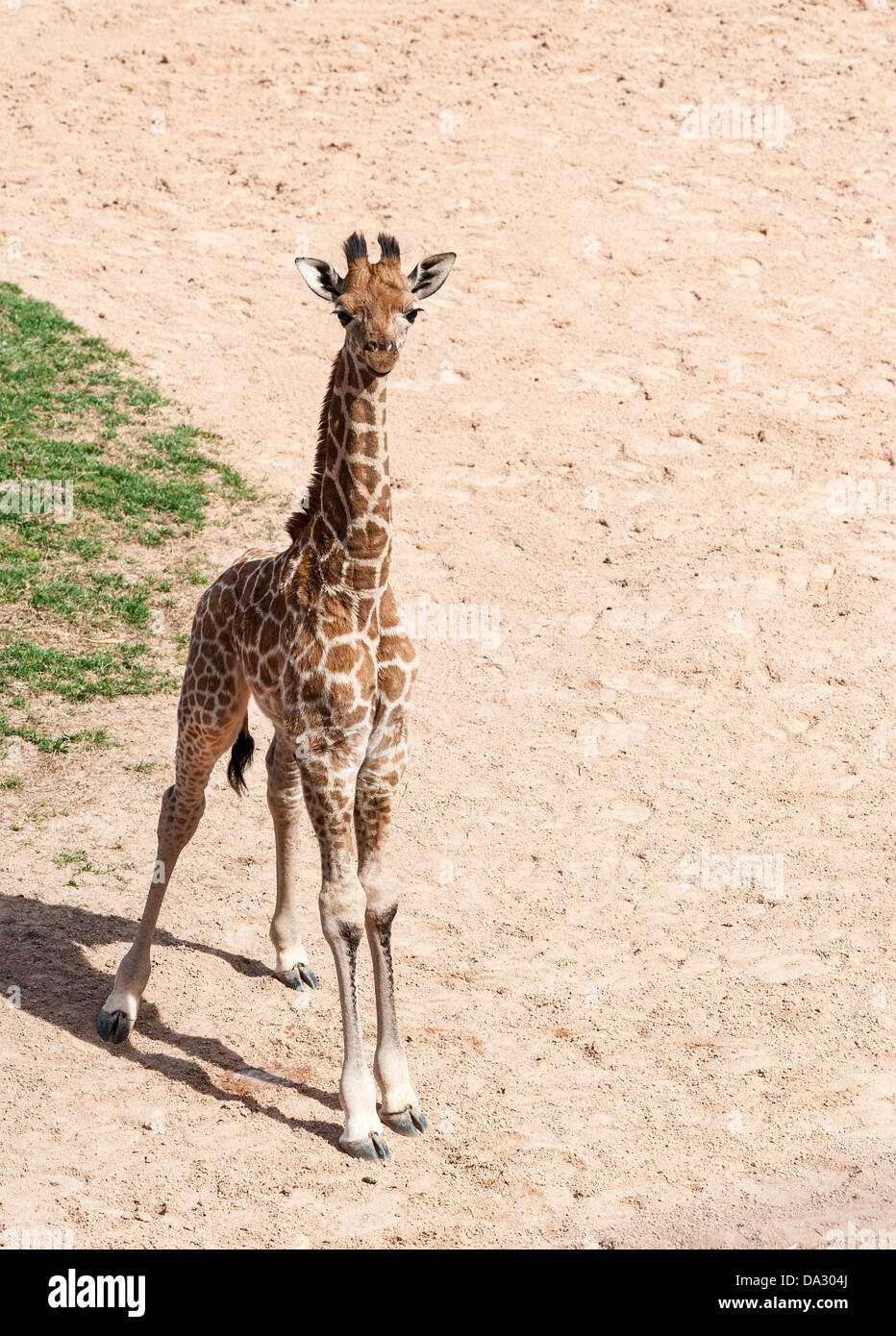 Baby Giraffe standing in the sunshine Stock Photo - Alamy