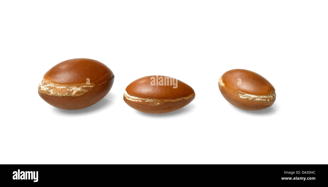 Argan oil production hi-res stock photography and images - Alamy