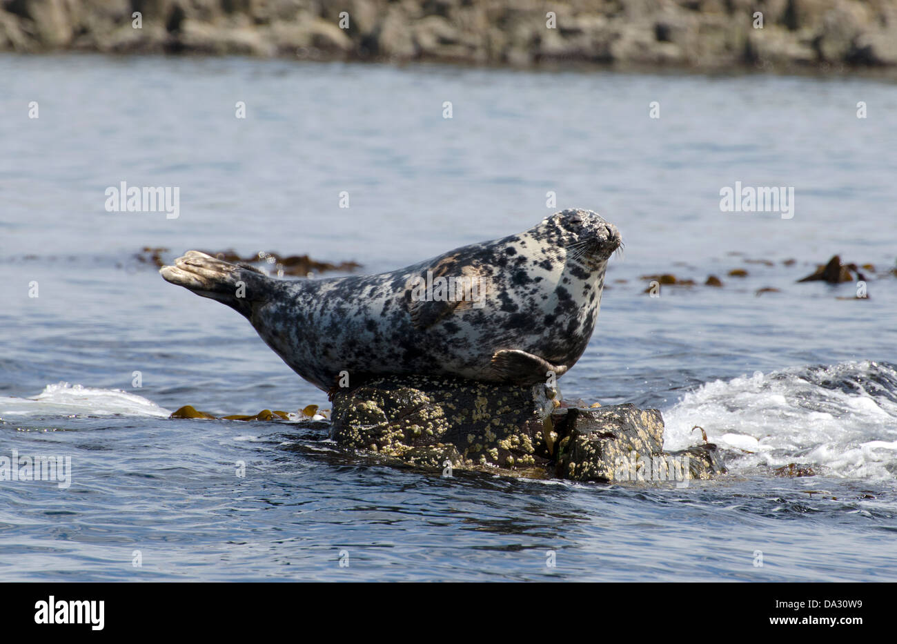 Seals Basking On Rocks High Resolution Stock Photography and Images - Alamy