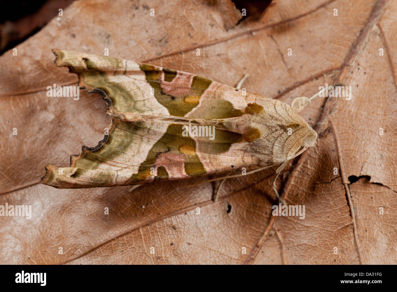 An angle shades moth rests on leaf litter in Hampshire Stock Photo - Alamy