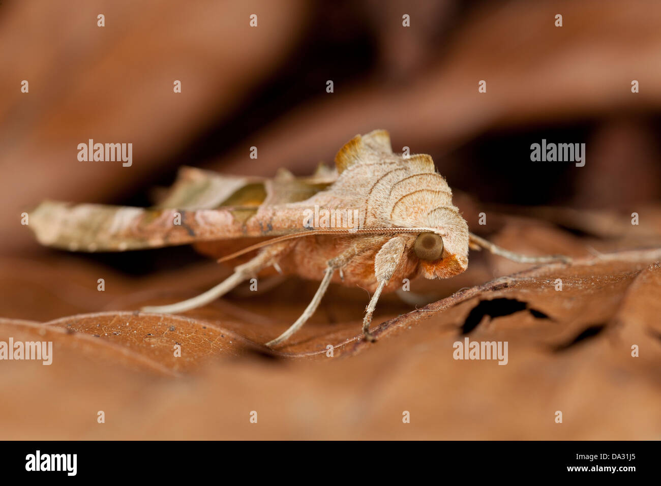 Angle shades moth hi-res stock photography and images - Alamy