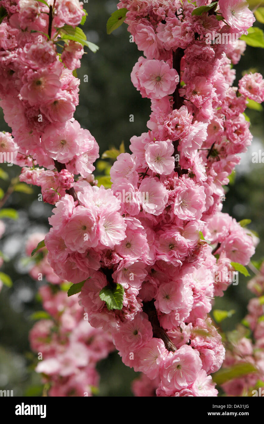 Pink flowers on the fruit tree in blossom, Beijing, China Stock Photo ...