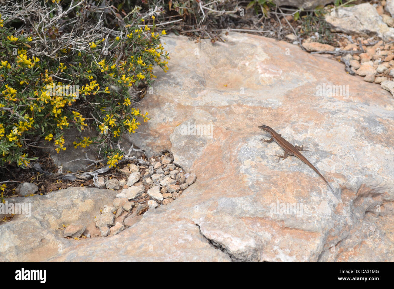 Visit comino hi-res stock photography and images - Alamy