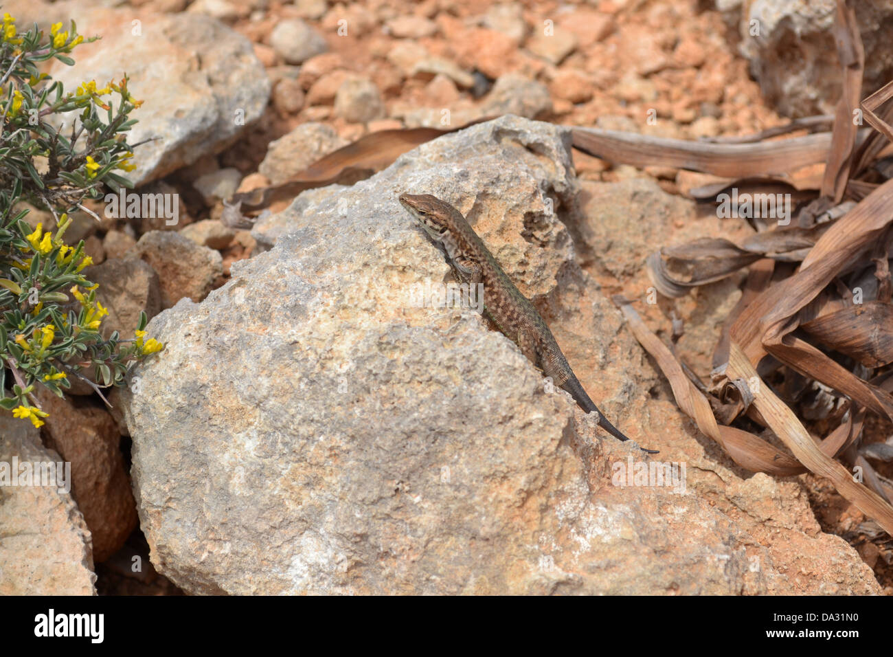 Lizard on rock hi-res stock photography and images - Alamy