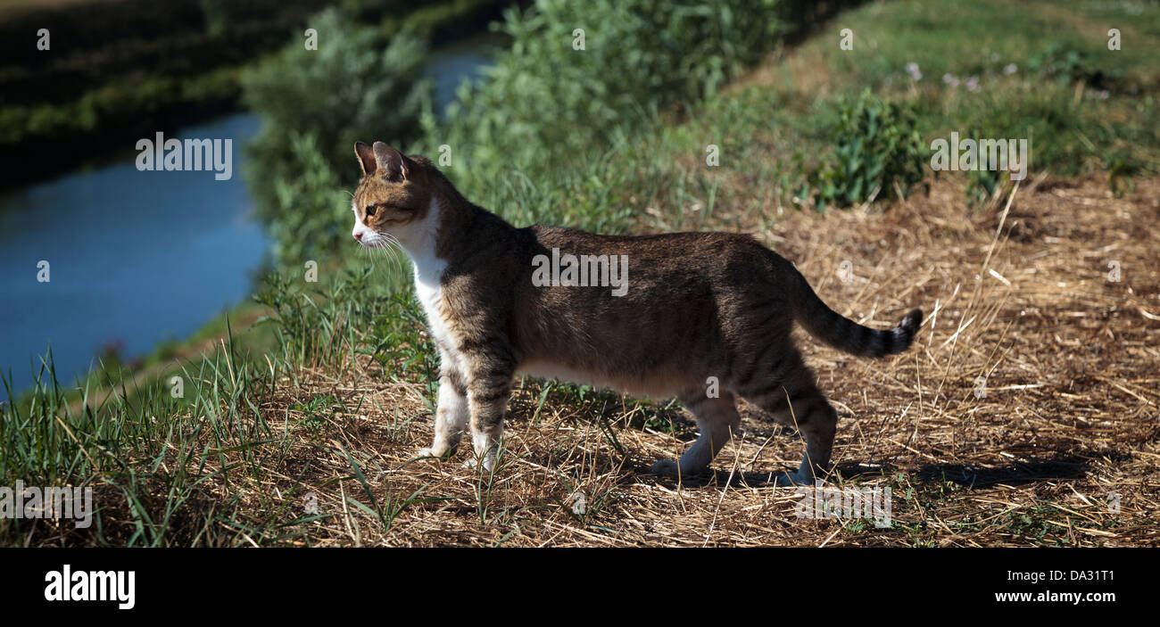 A cat that looks at the river Stock Photo - Alamy