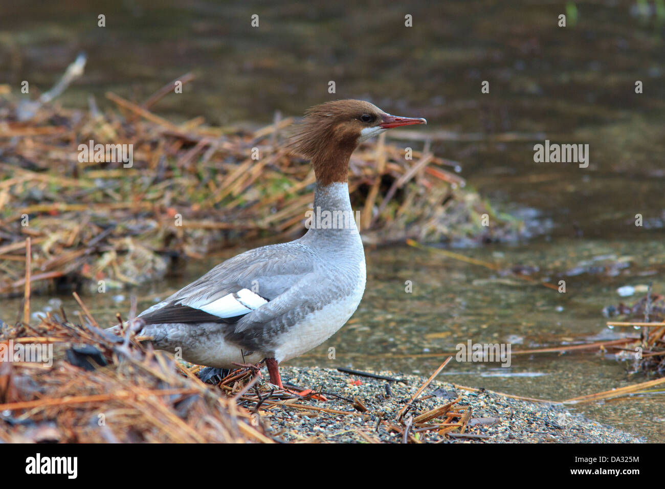 Female common merganser hi-res stock photography and images - Alamy