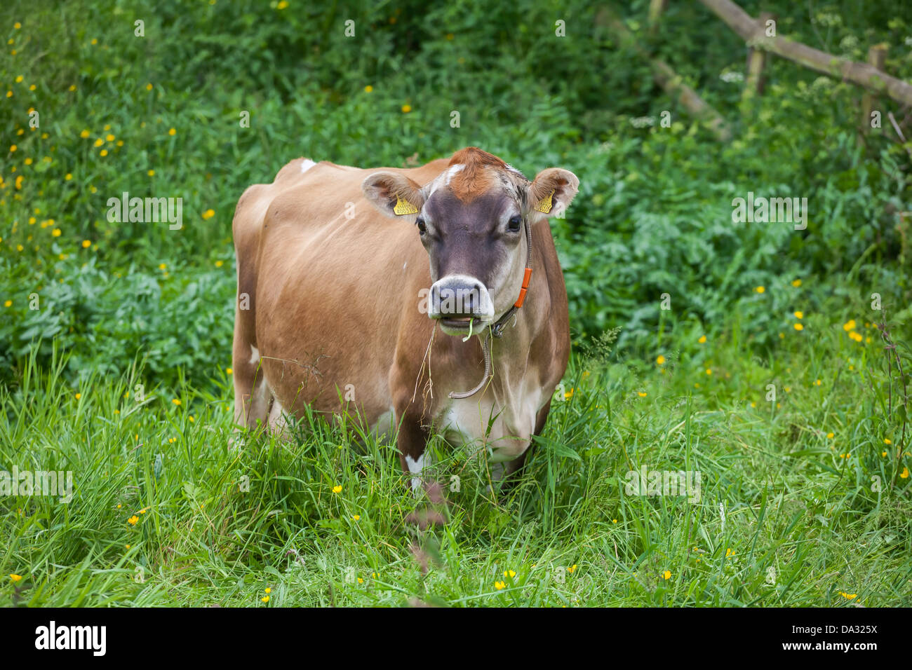 famous Jersey cow from Jersey, channel island, United Kingdom Stock ...