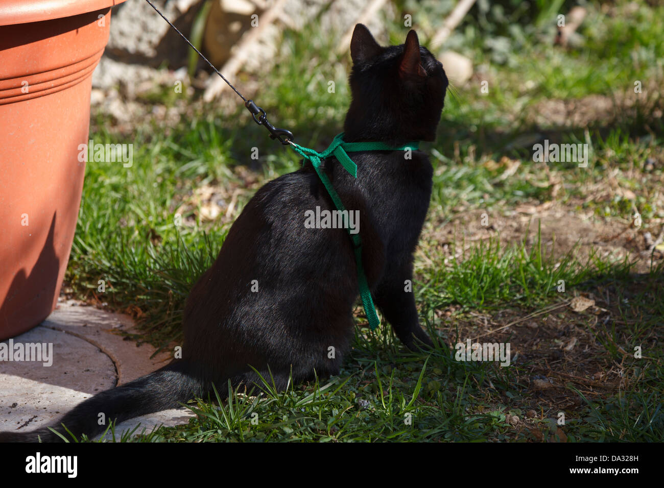 Expressions curious cats in the garden Stock Photo - Alamy