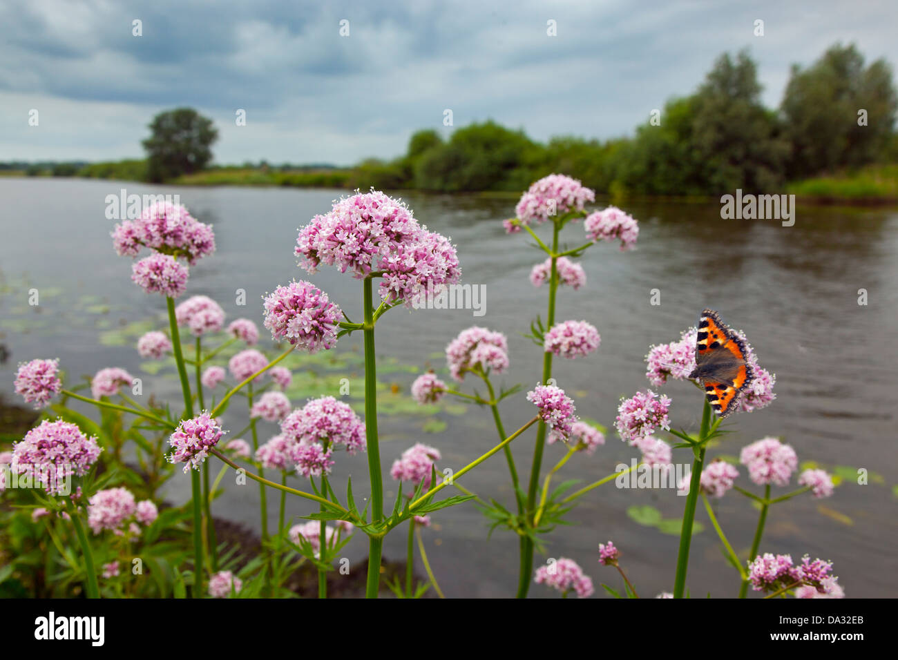 Insects family hi-res stock photography and images - Alamy