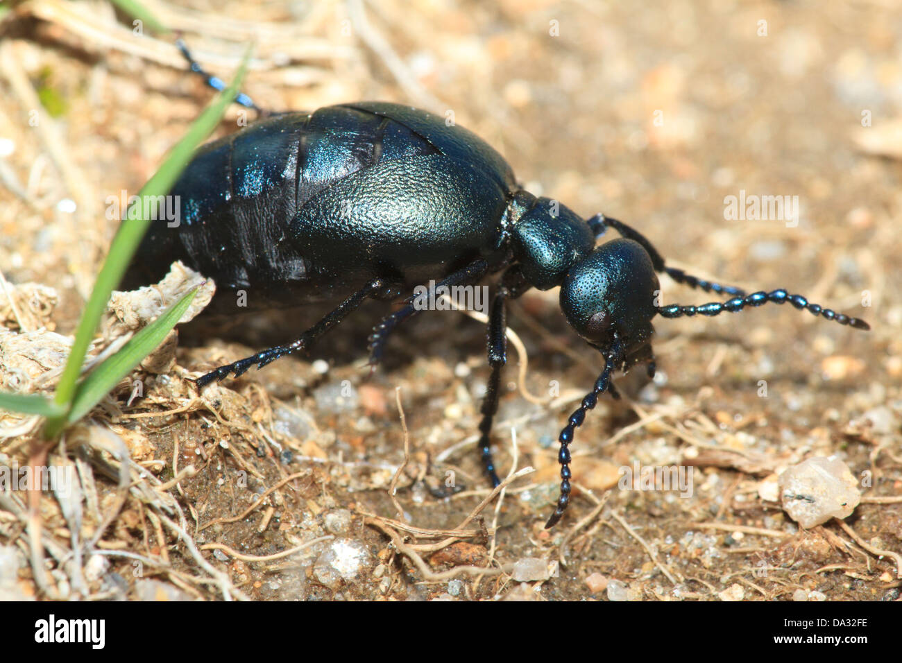 Oil beetle hi-res stock photography and images - Alamy