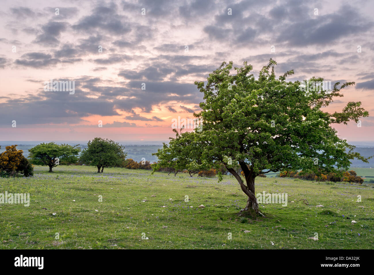 Hawthorn tree on East Hill at sunset Dartmoor national park Devon Uk ...