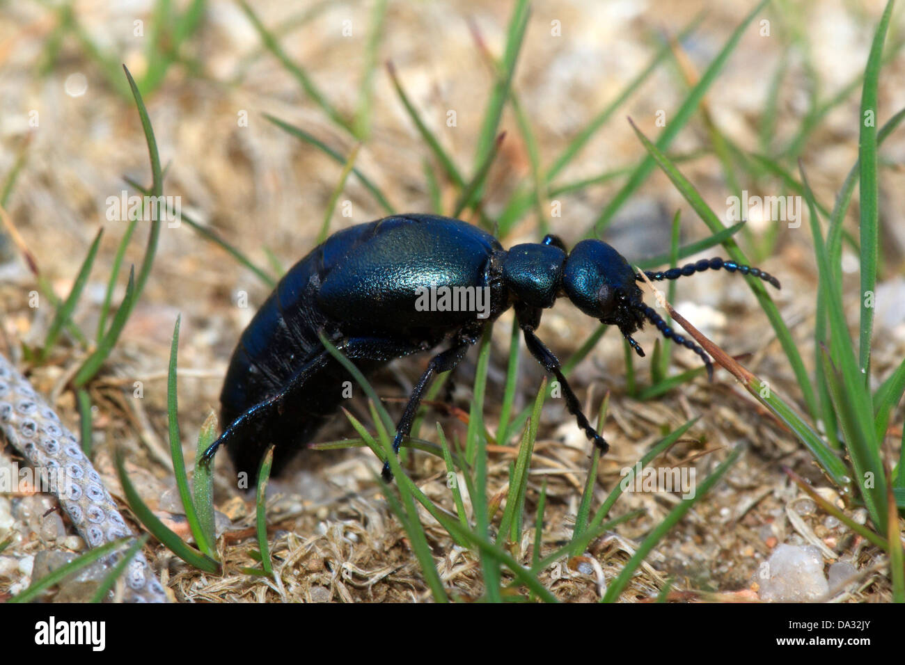 Oil beetle (Meloe sp Stock Photo - Alamy