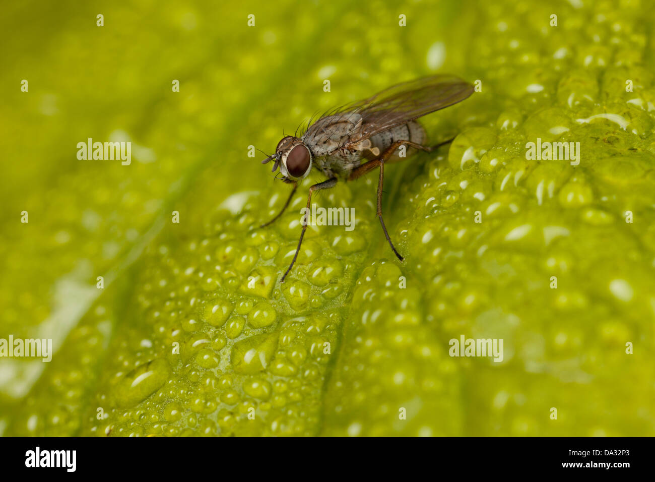 A tiny fly at rest atop a leaf in the early morning Stock Photo - Alamy