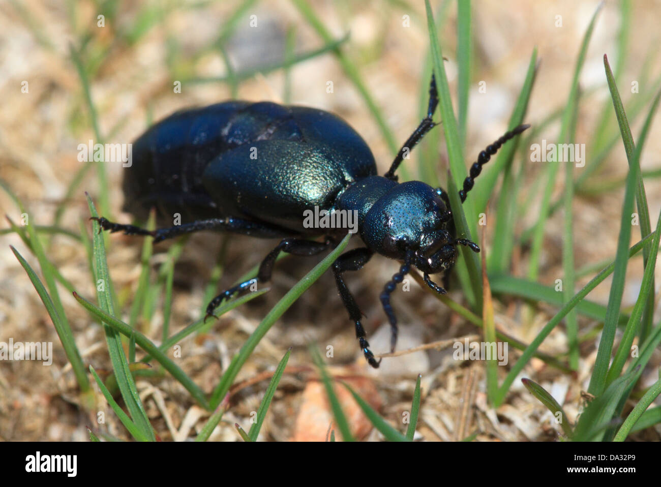 Oil beetle (Meloe sp Stock Photo - Alamy