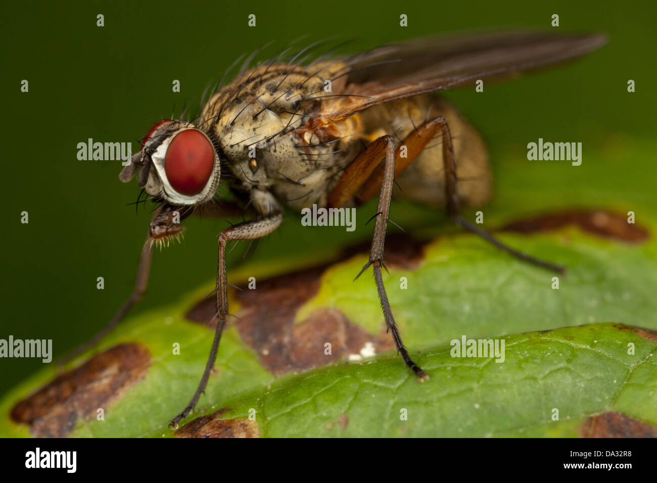 A close up of a fly Stock Photo - Alamy