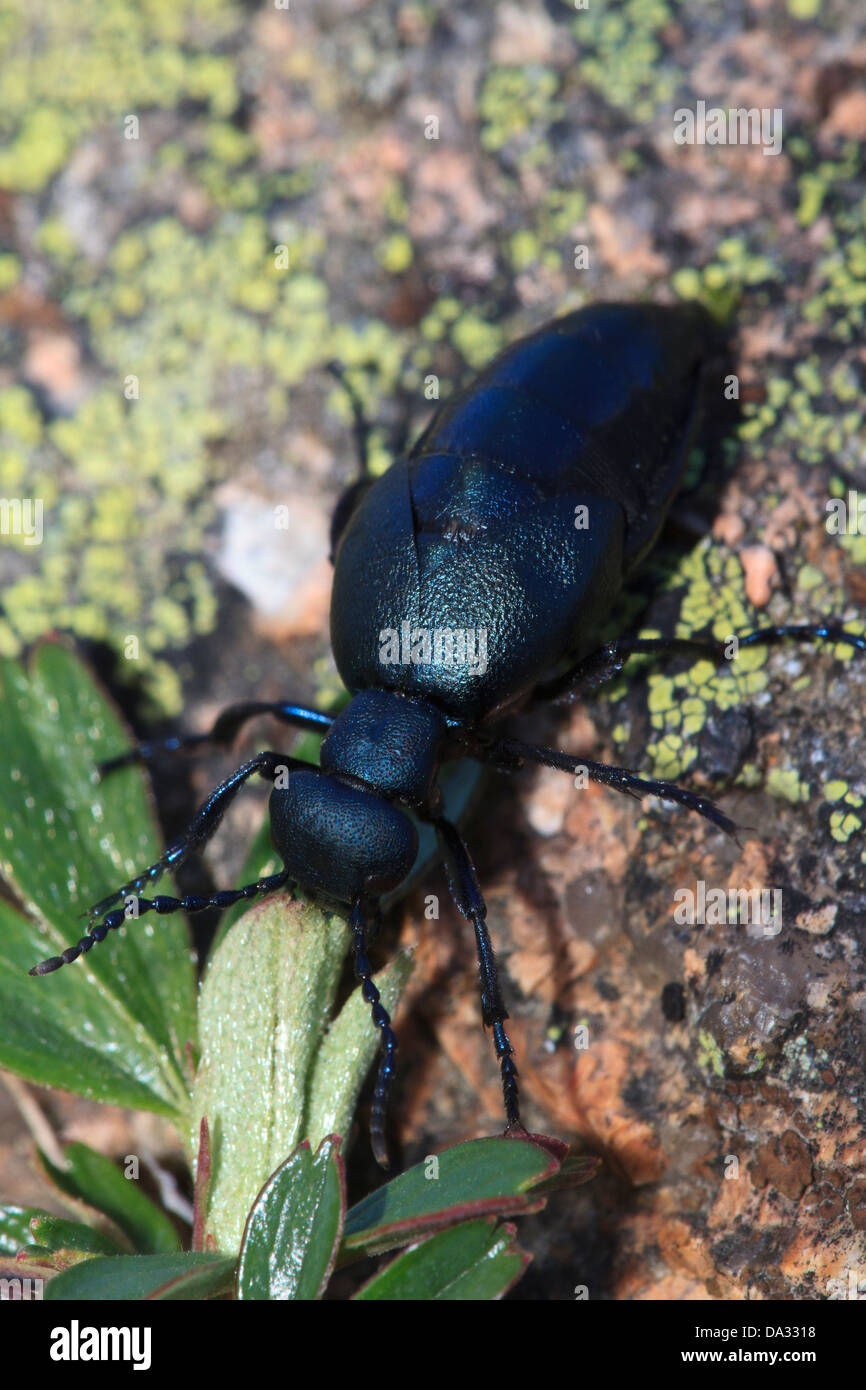 Oil beetle (Meloe sp Stock Photo - Alamy