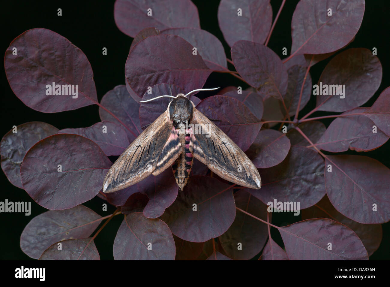 Privet hawk-moth Spinx ligustri Stock Photo - Alamy