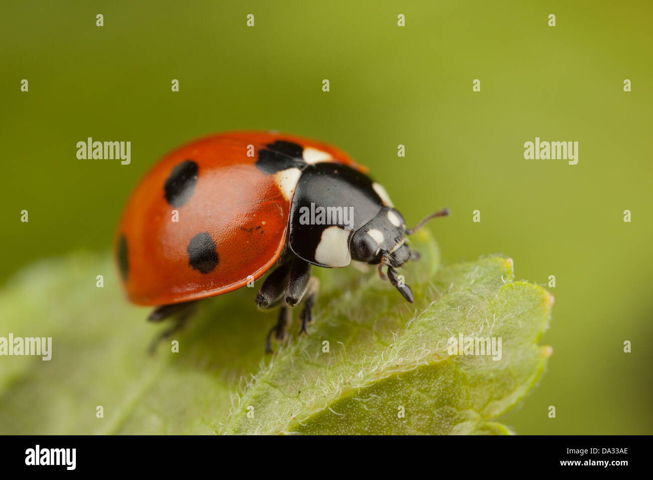 a six spot ladybird Stock Photo - Alamy