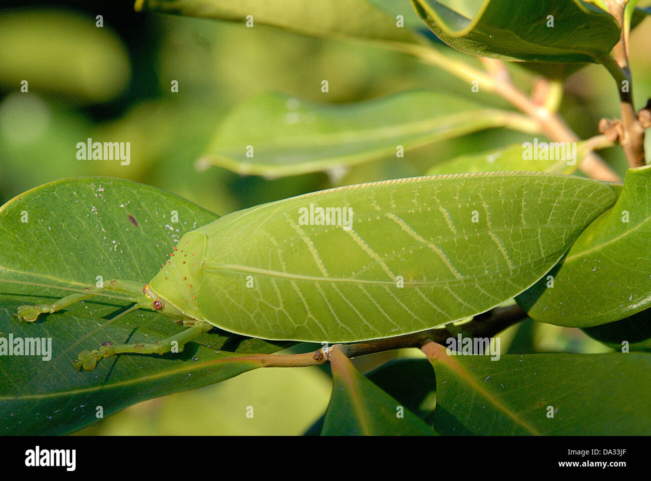 Bush Cricket on leaf Stock Photo - Alamy