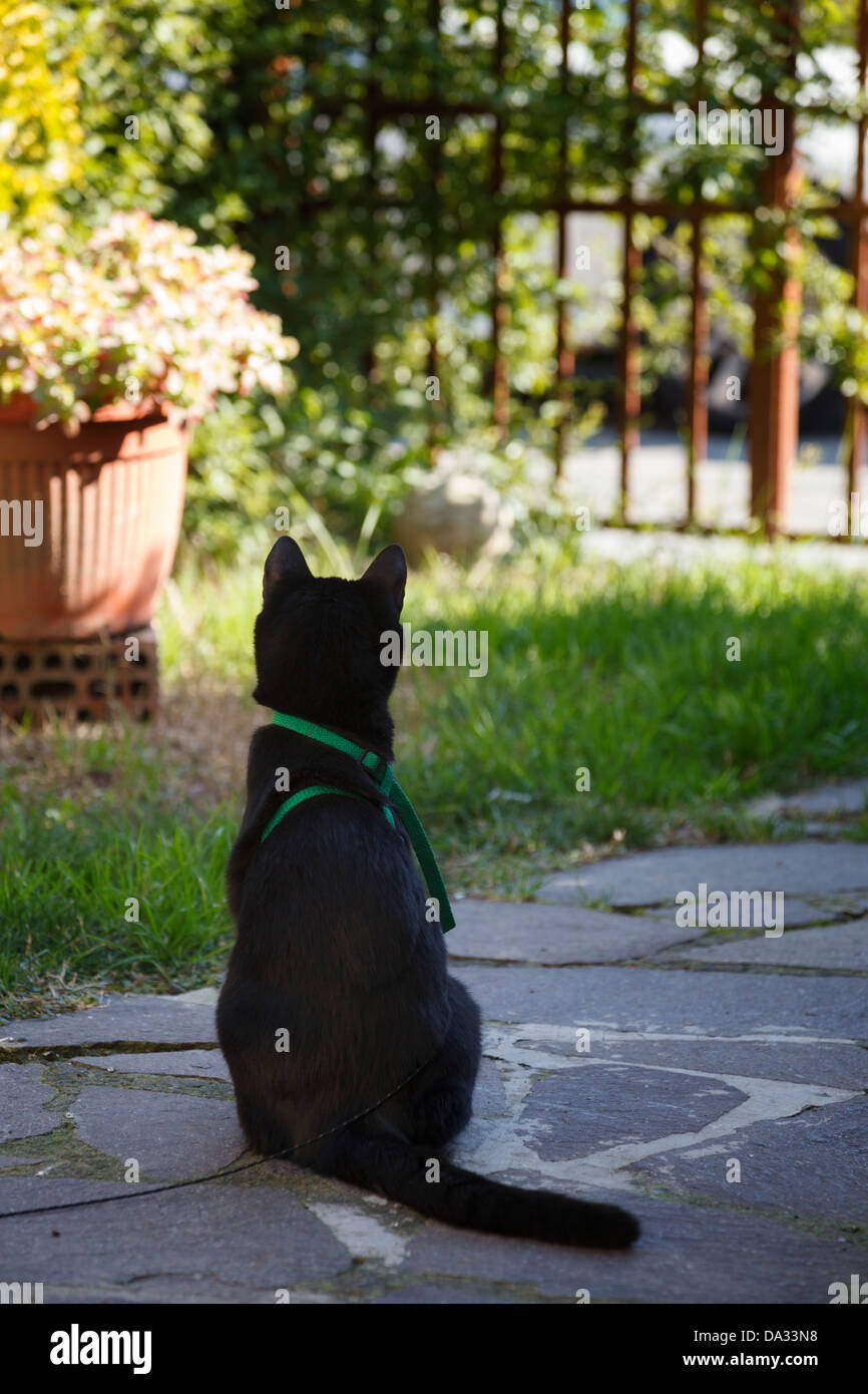 Young cat waiting in the garden Stock Photo - Alamy