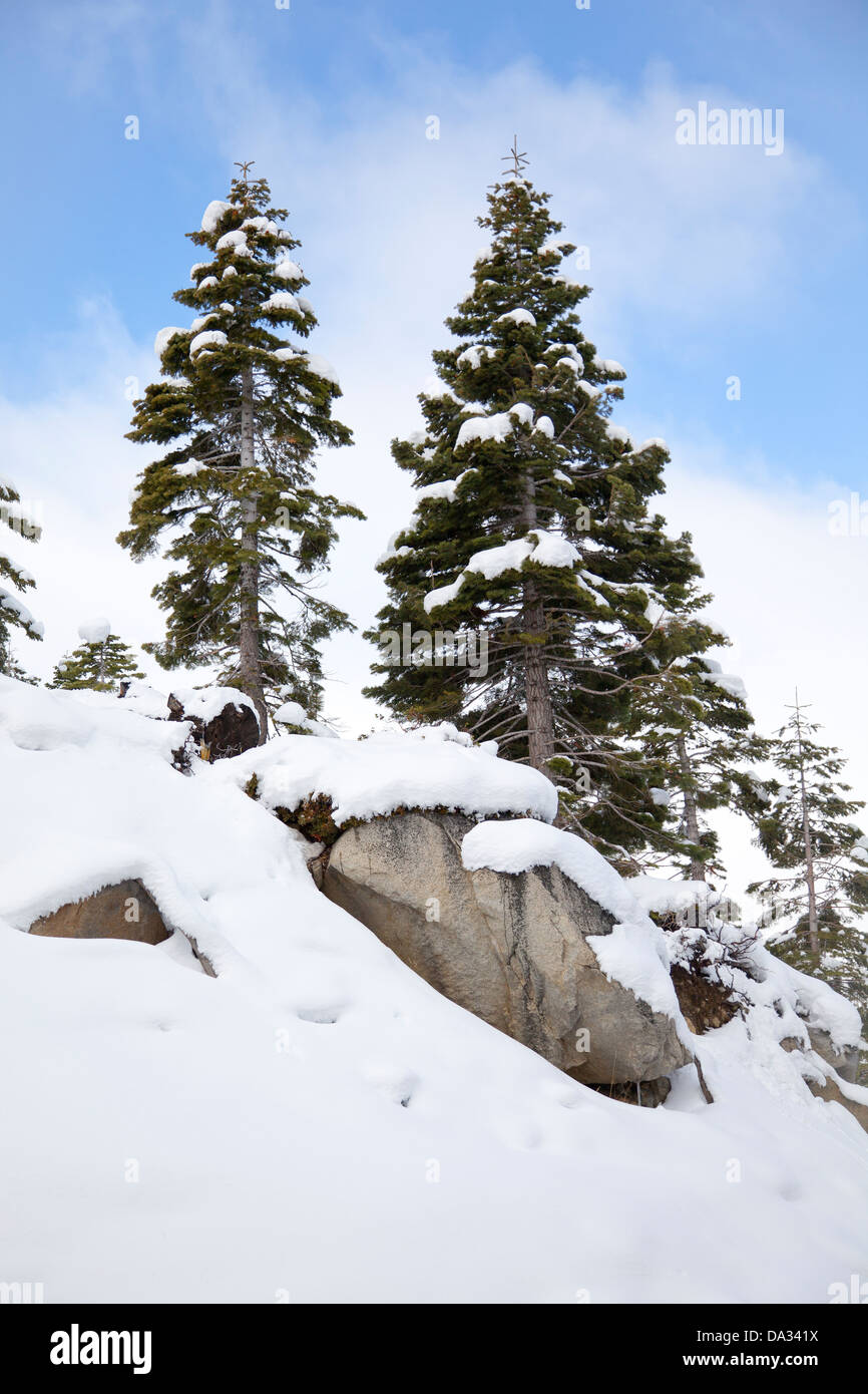 Snow covered trees above lake tahoe California USA Stock Photo - Alamy