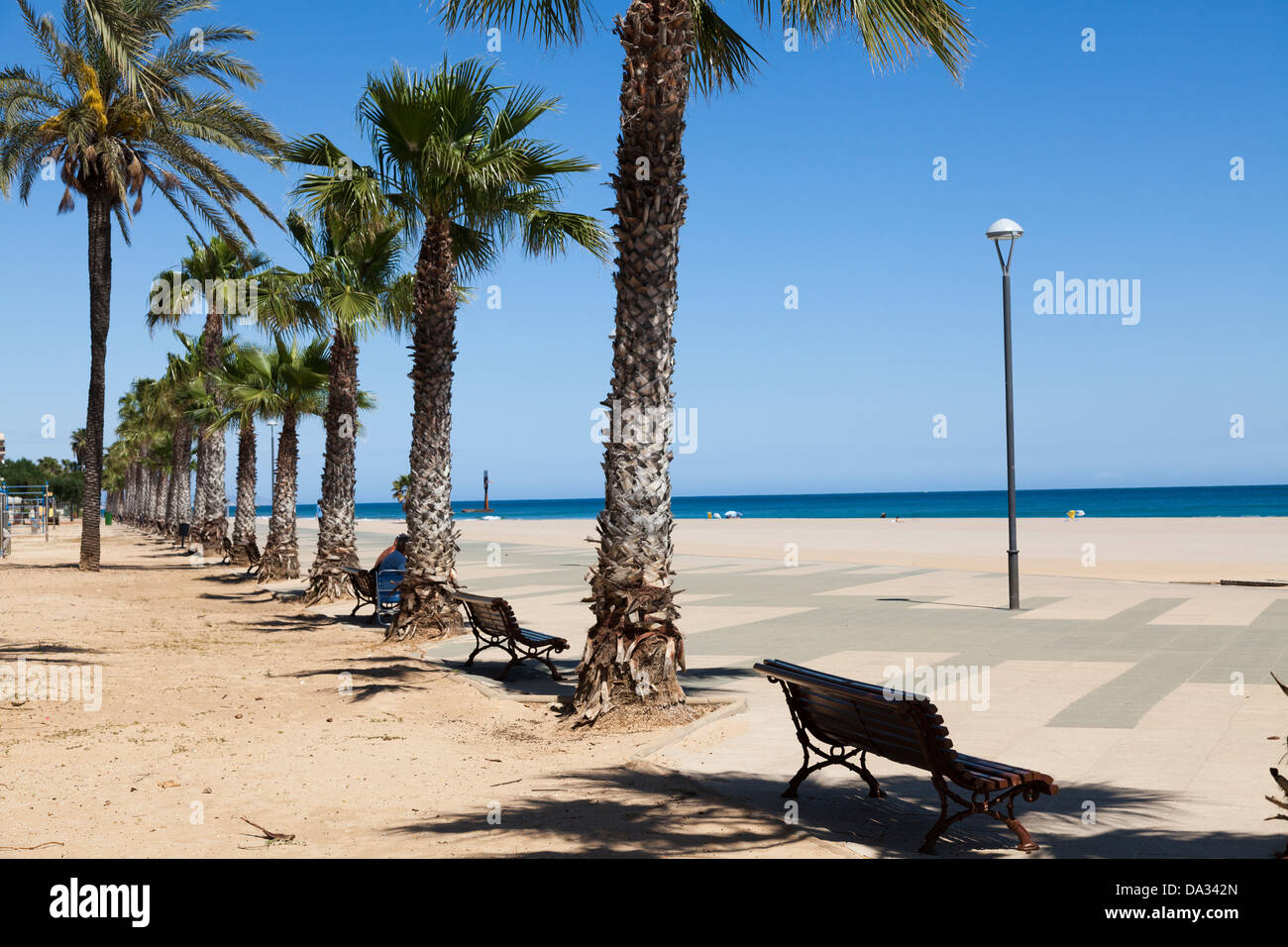 palm trees and benches edging the promenade at Torredembarra Stock ...