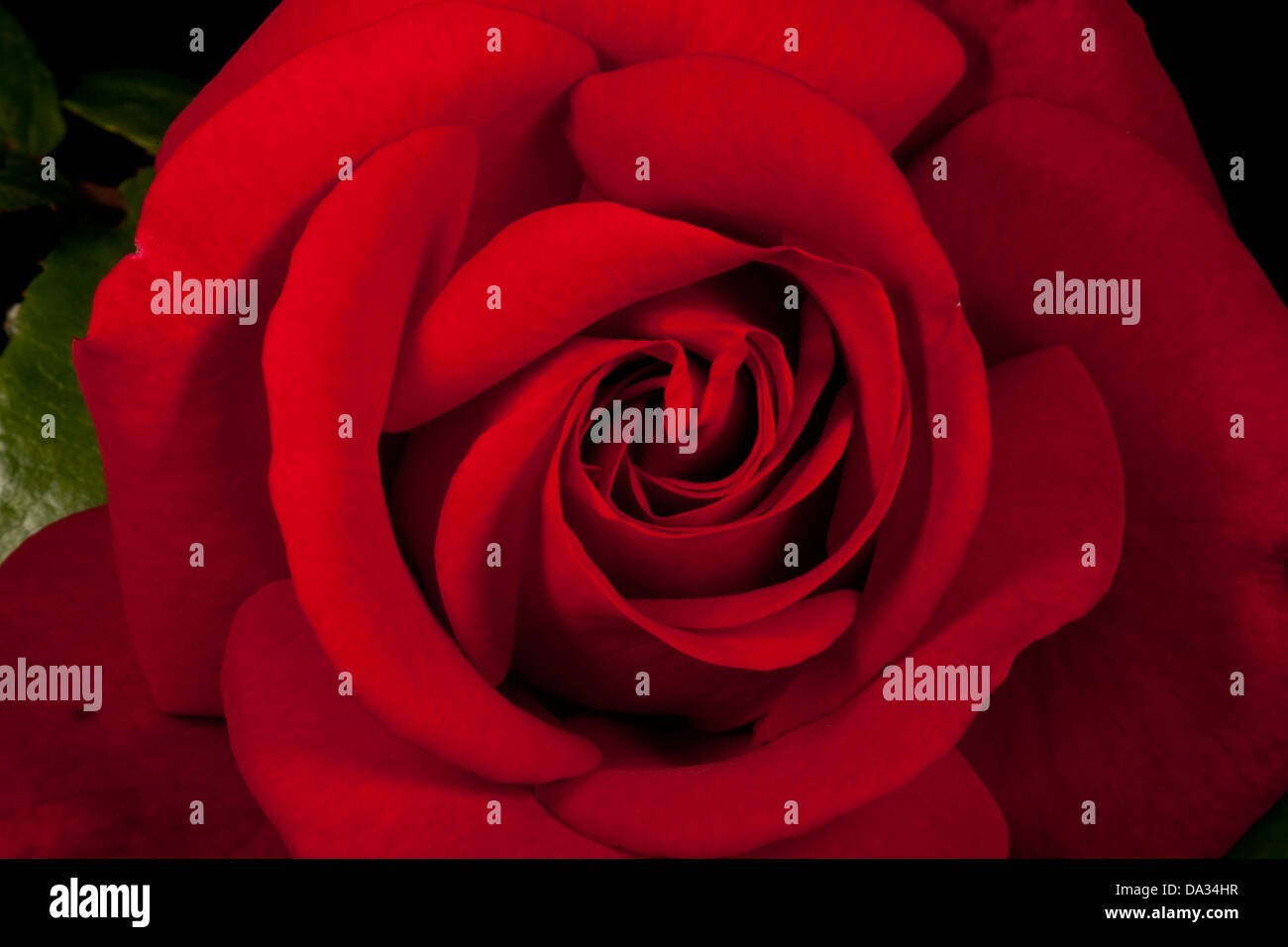 The tudor rose of england hi-res stock photography and images - Alamy